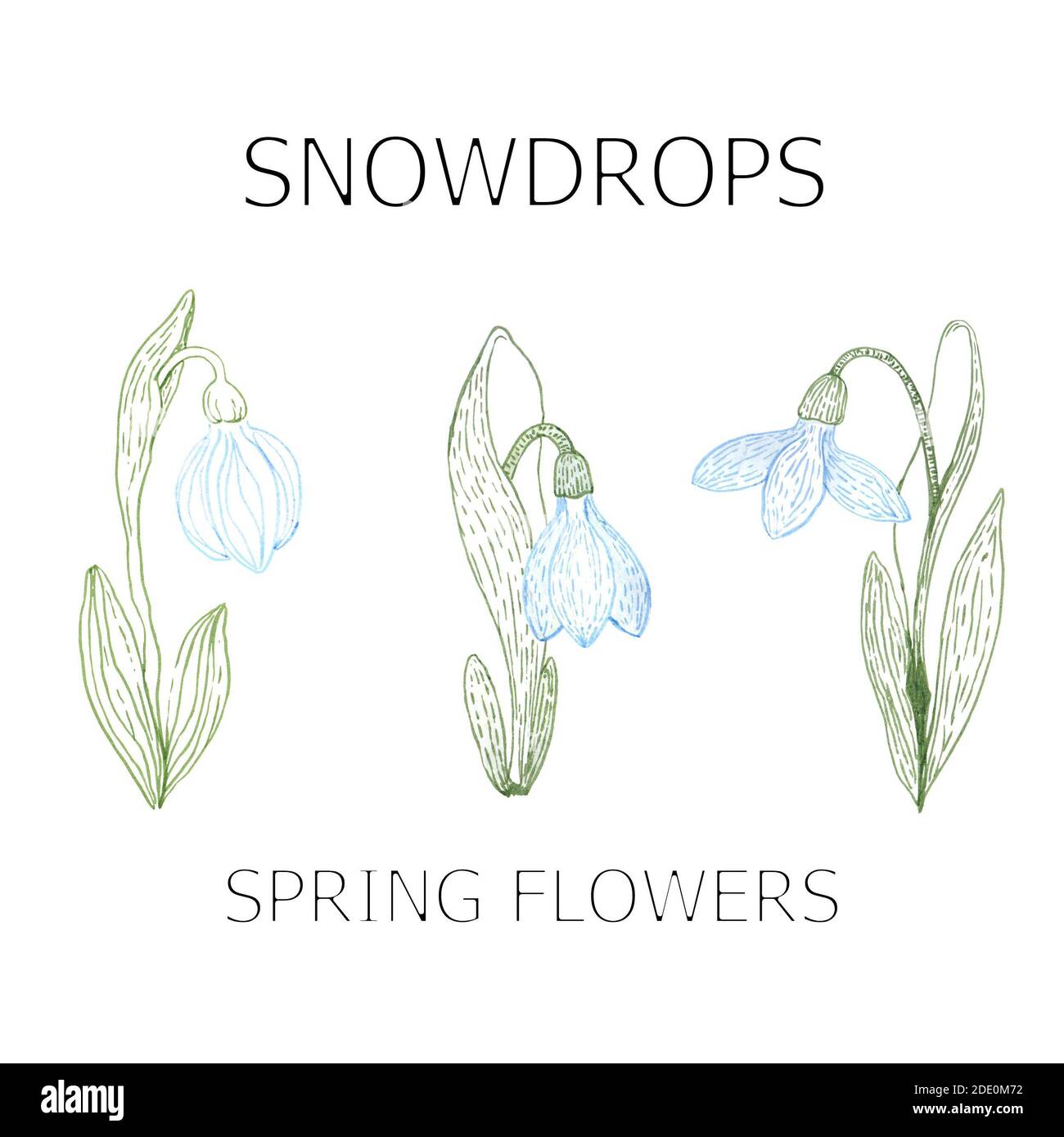 Delicate snowdrops hand drawing with felt-tip pens Isolated on white ...