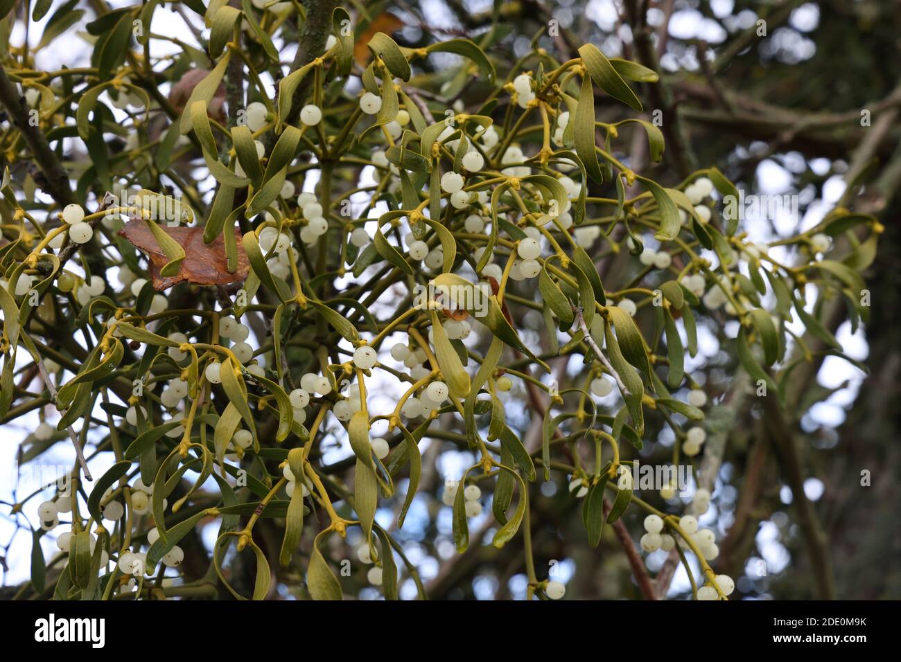 White mistletoe plant hanging on the branch Stock Photo - Alamy