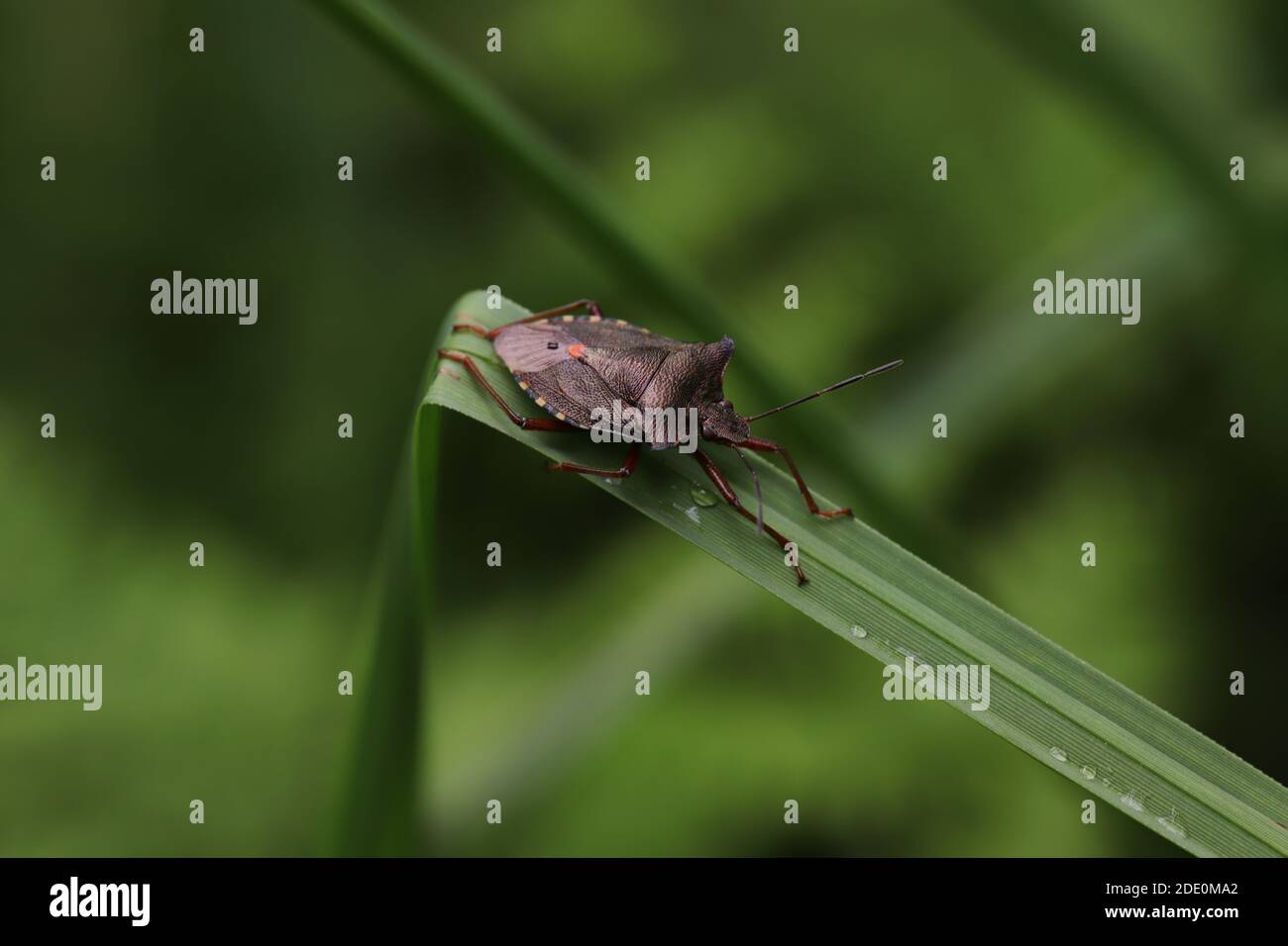 Forest sheild bug hi-res stock photography and images - Alamy