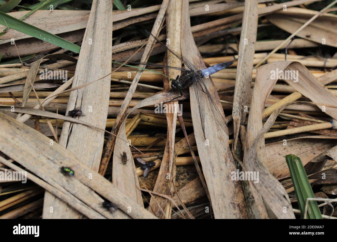 Scarce Chaser dragonfly Stock Photo - Alamy