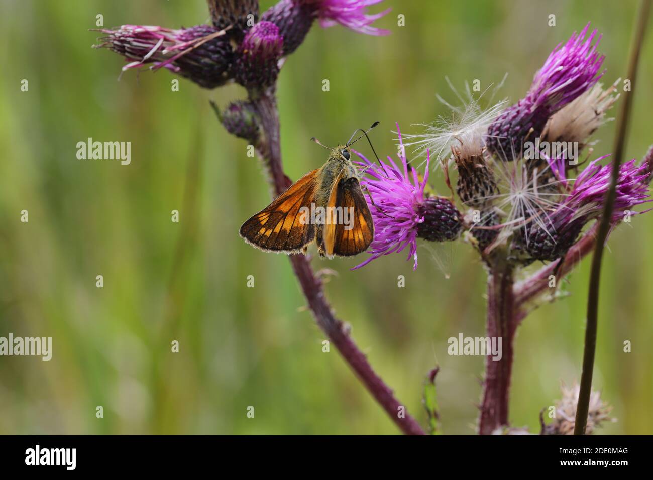 Female skipper hi-res stock photography and images - Alamy