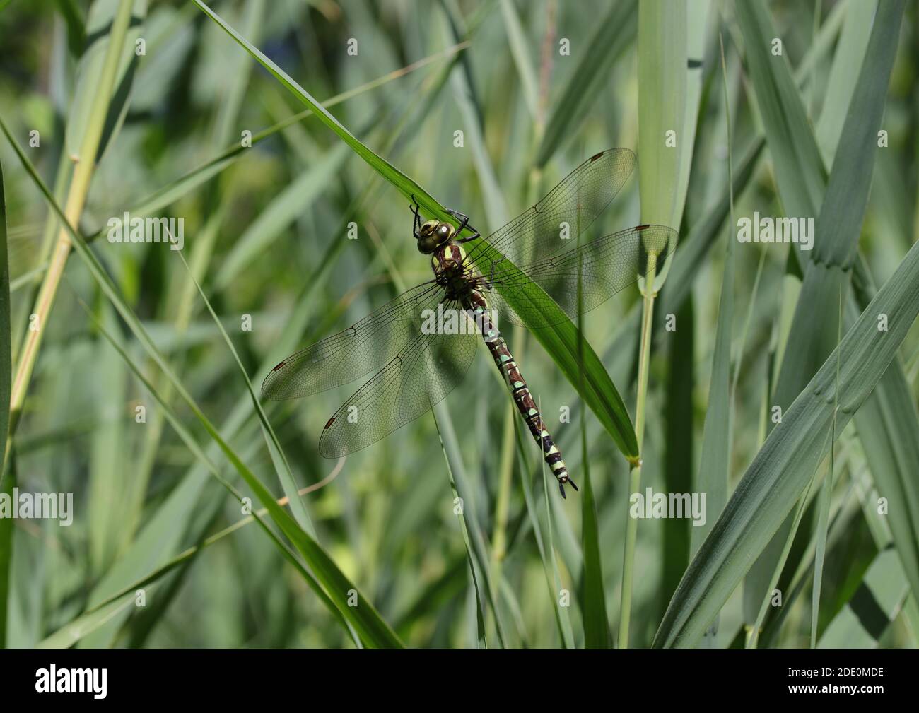 Common Hawker dragonfly Stock Photo - Alamy
