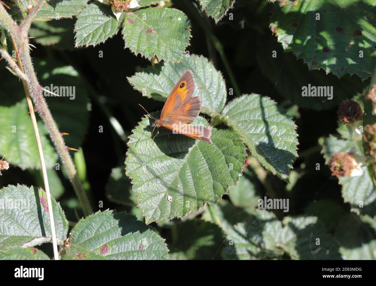 Male gatekeeper butterfly hi-res stock photography and images - Alamy