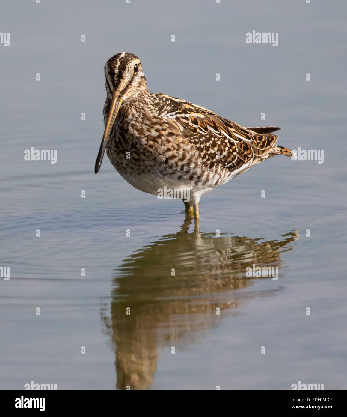 Snipe in shallow water looking for a meal Stock Photo - Alamy
