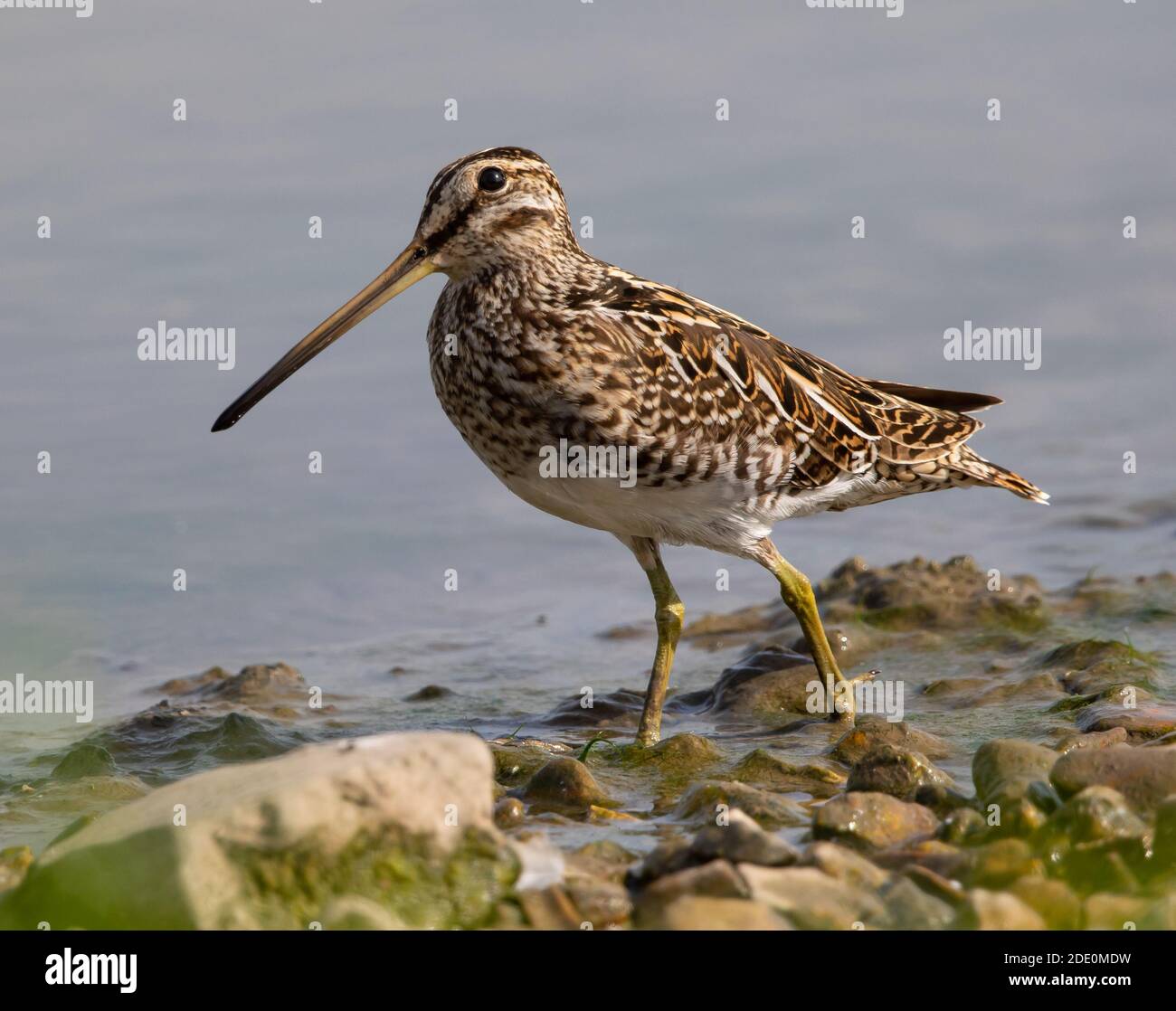 Snipe in shallow water looking for a meal Stock Photo - Alamy