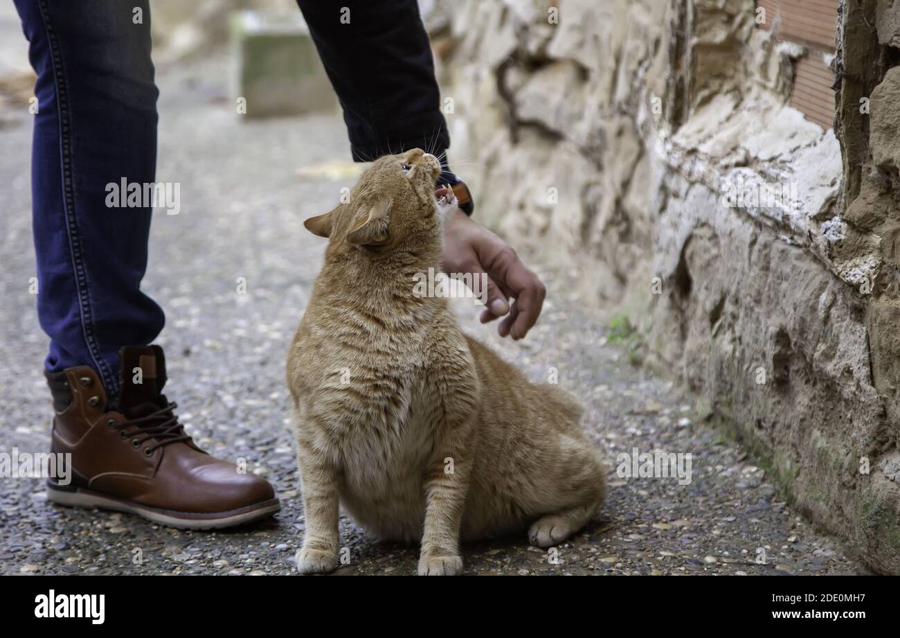 Tabby cat angry and attacking in street, stray domestic animals Stock ...