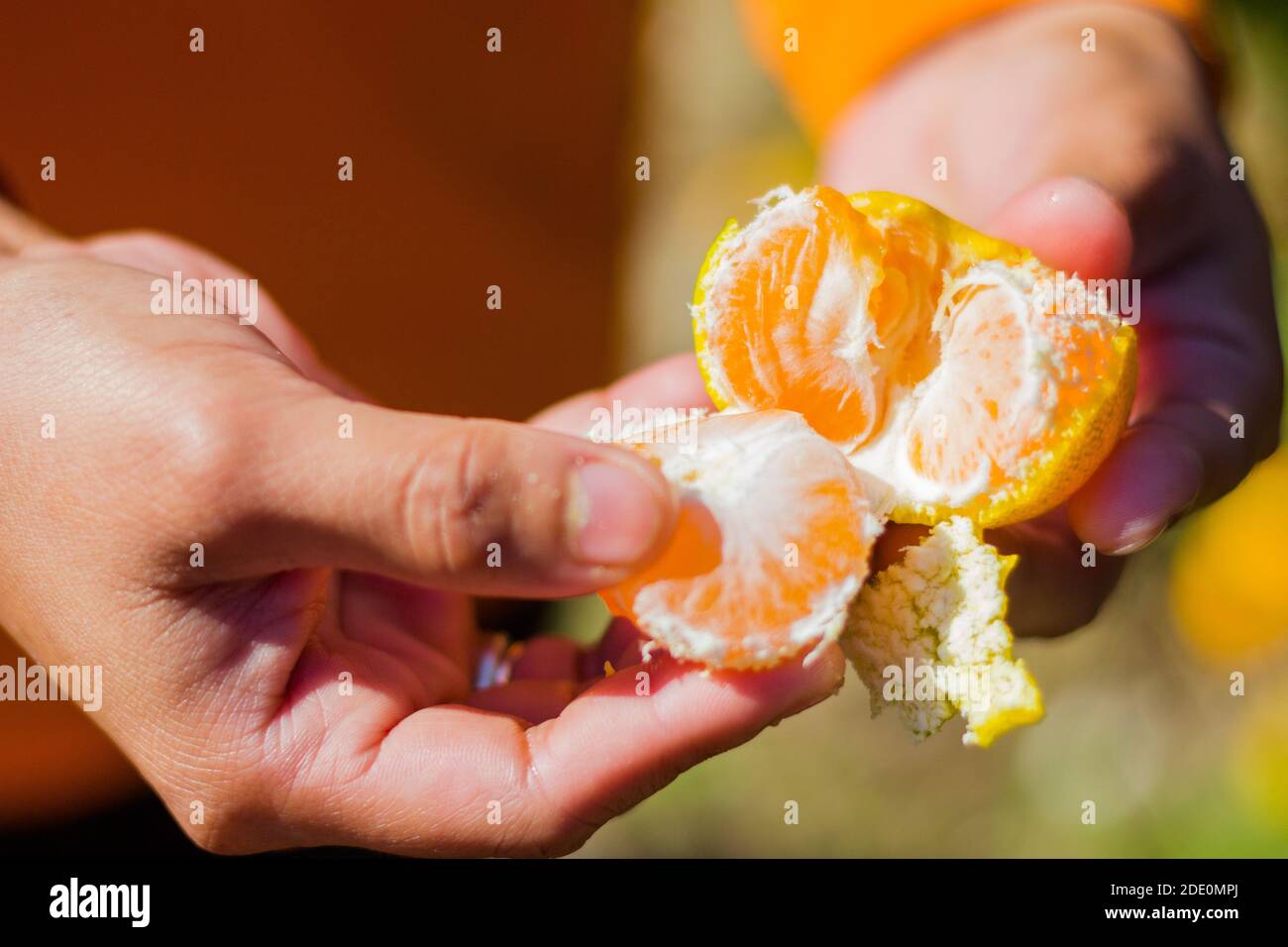 Orange picking in Gamagori, Aichi region, Japan Stock Photo - Alamy