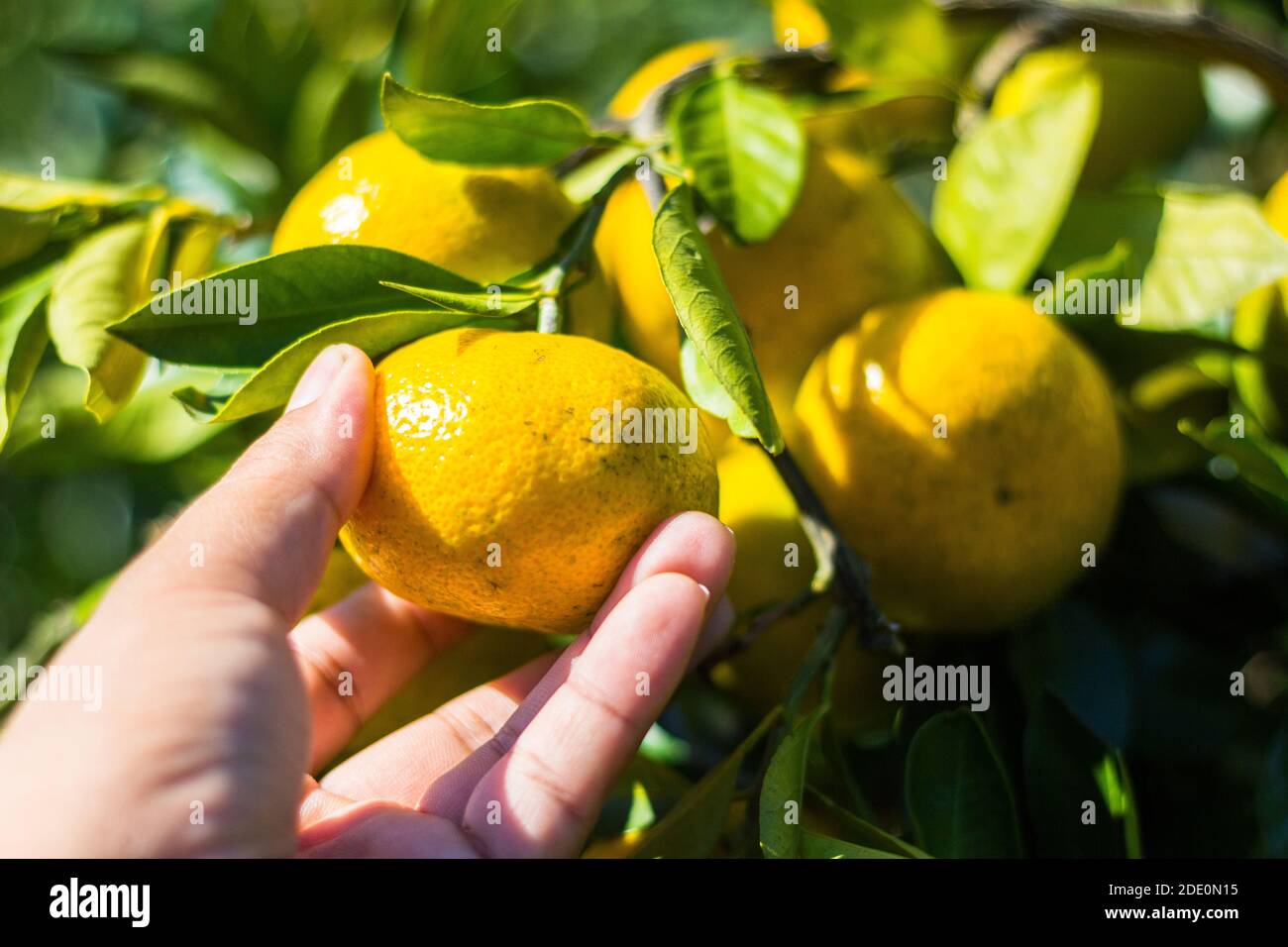 Orange picking in Gamagori, Aichi region, Japan Stock Photo - Alamy