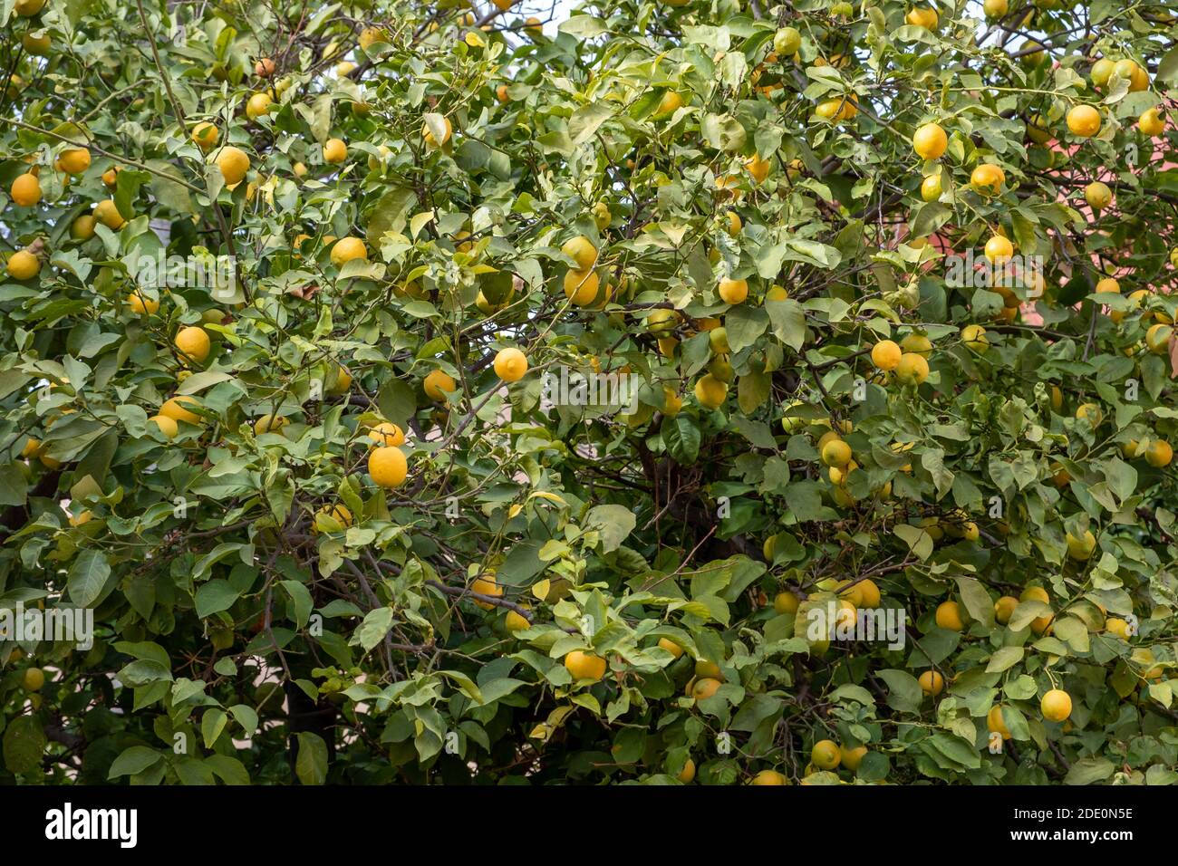 Lemon tree. Ripe yellow color lemons and fresh green leaves background ...
