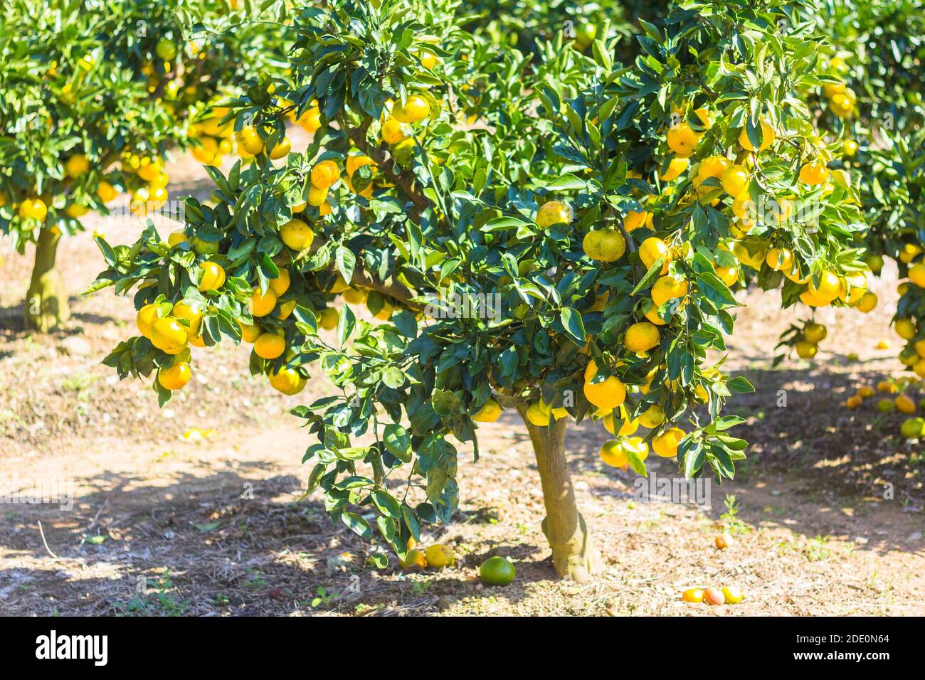 Orange picking in Gamagori, Aichi region, Japan Stock Photo - Alamy