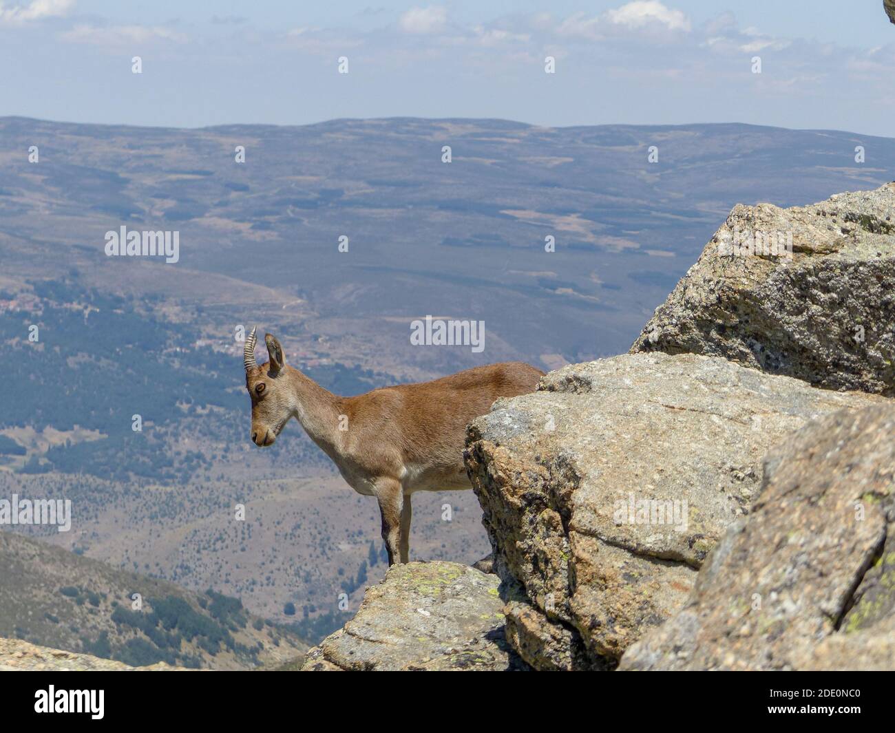 A closeup of a wild goat on a rock in the mountainscape background ...