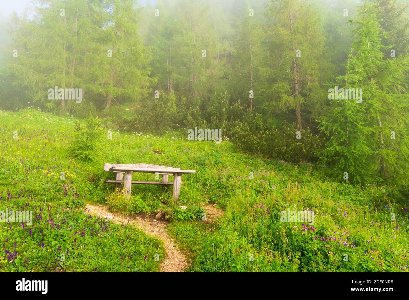 a bench in the mountain forest in spring dolomite Stock Photo - Alamy