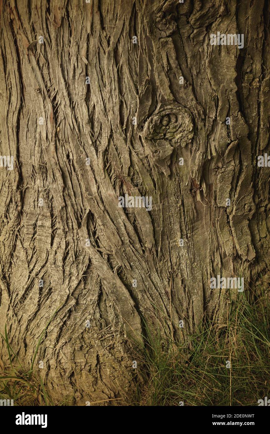 Old tree bark detail Stock Photo - Alamy
