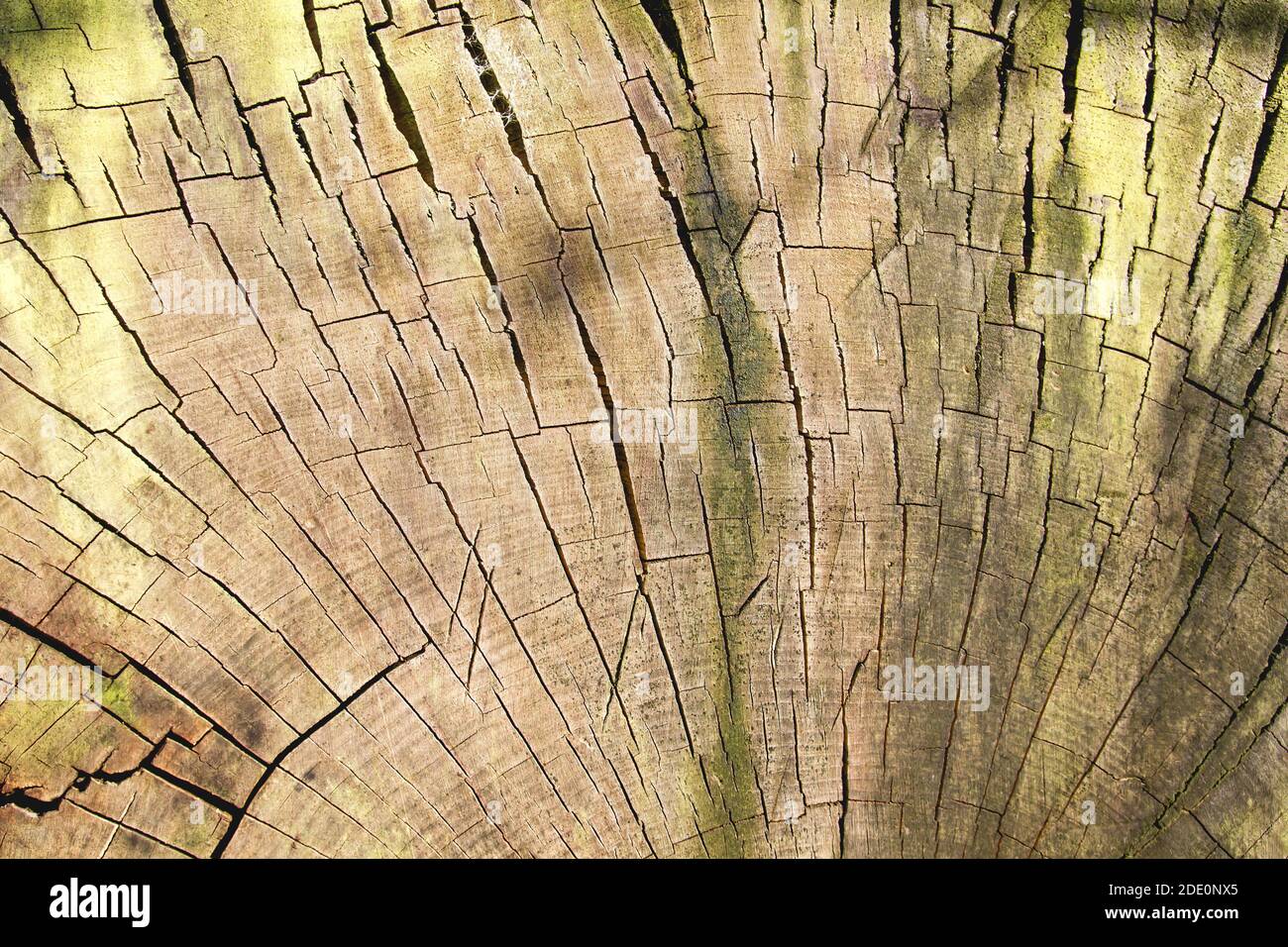 Wood texture close up Stock Photo - Alamy