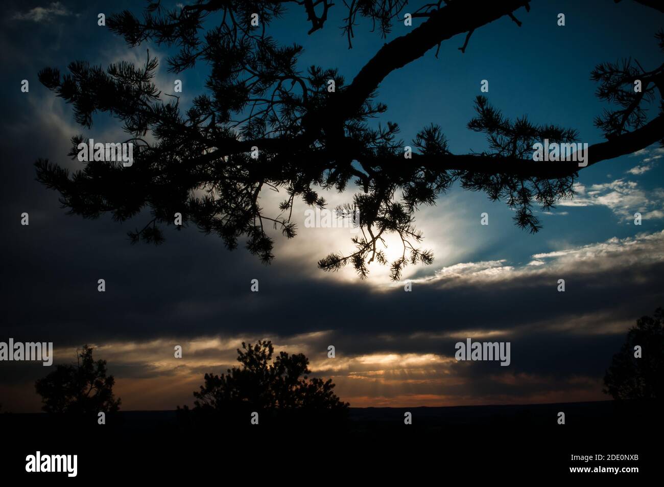 Coconino National Forest on the site of the Bonito Lava Flow which ...