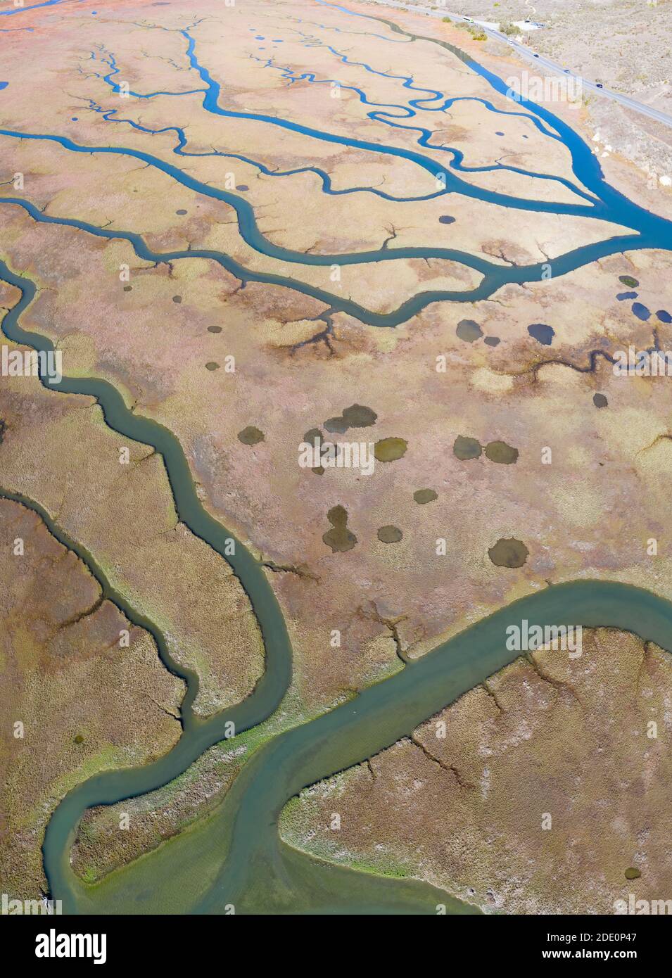 Freshwater swamp ecosystem hi-res stock photography and images - Alamy