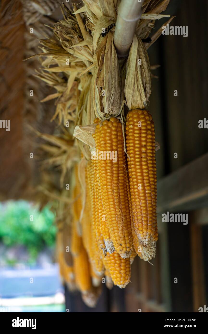 Corn hanging outside a old house. Dried corn cobs hanging from roof at ...