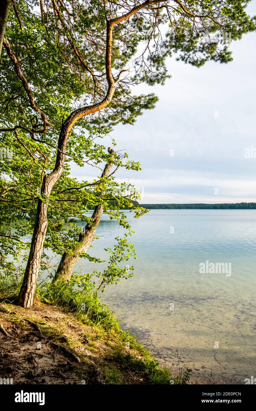 Stechlinsee, Lake Stechlin, Brandenburg, Germany Stock Photo - Alamy