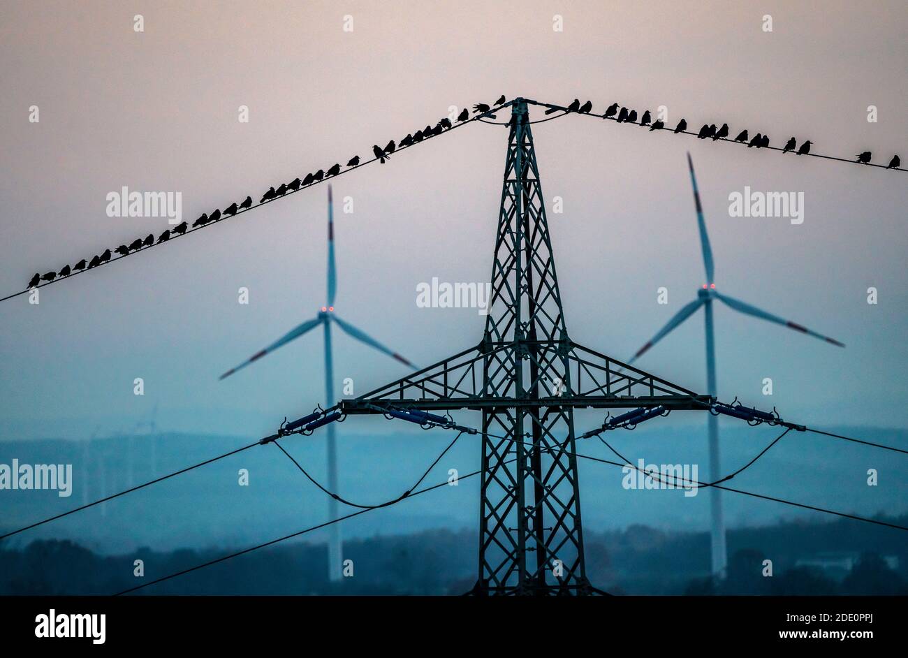 Many birds, rooks, sitting after sunset on a power line, wind power ...