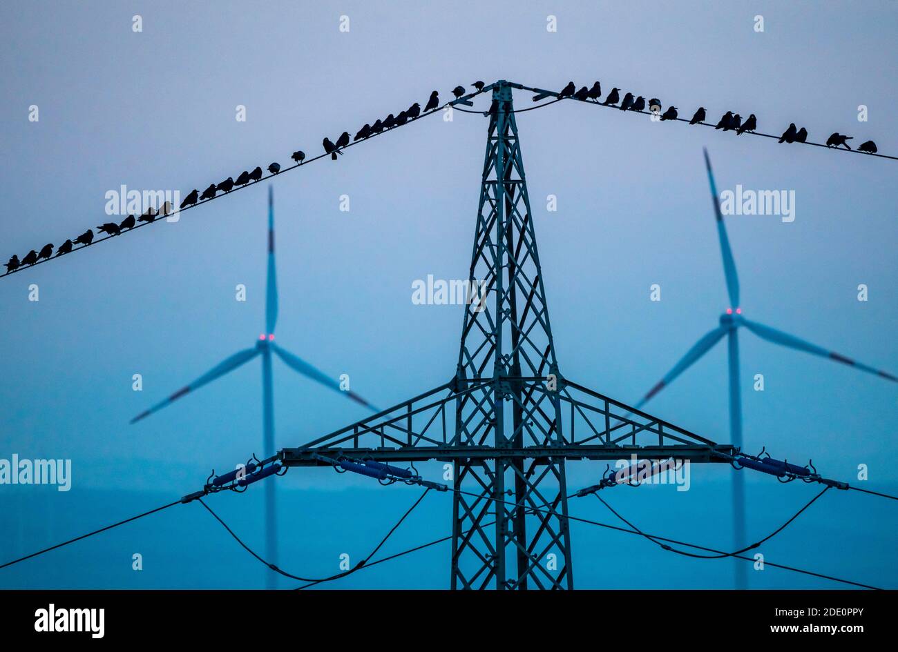 Crows and power hi-res stock photography and images - Alamy
