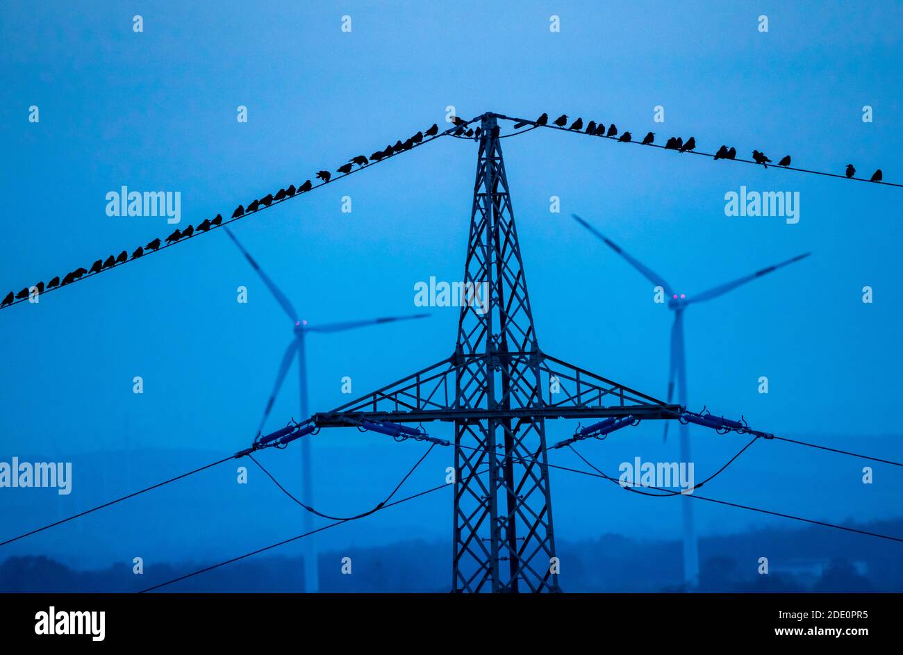 Many birds, rooks, sitting after sunset on a power line, wind power ...
