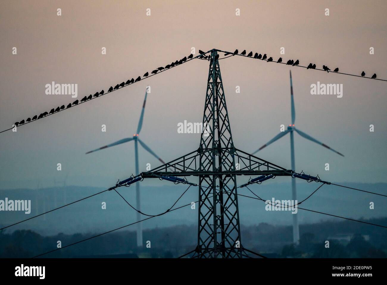Many birds, rooks, sitting after sunset on a power line, wind power ...