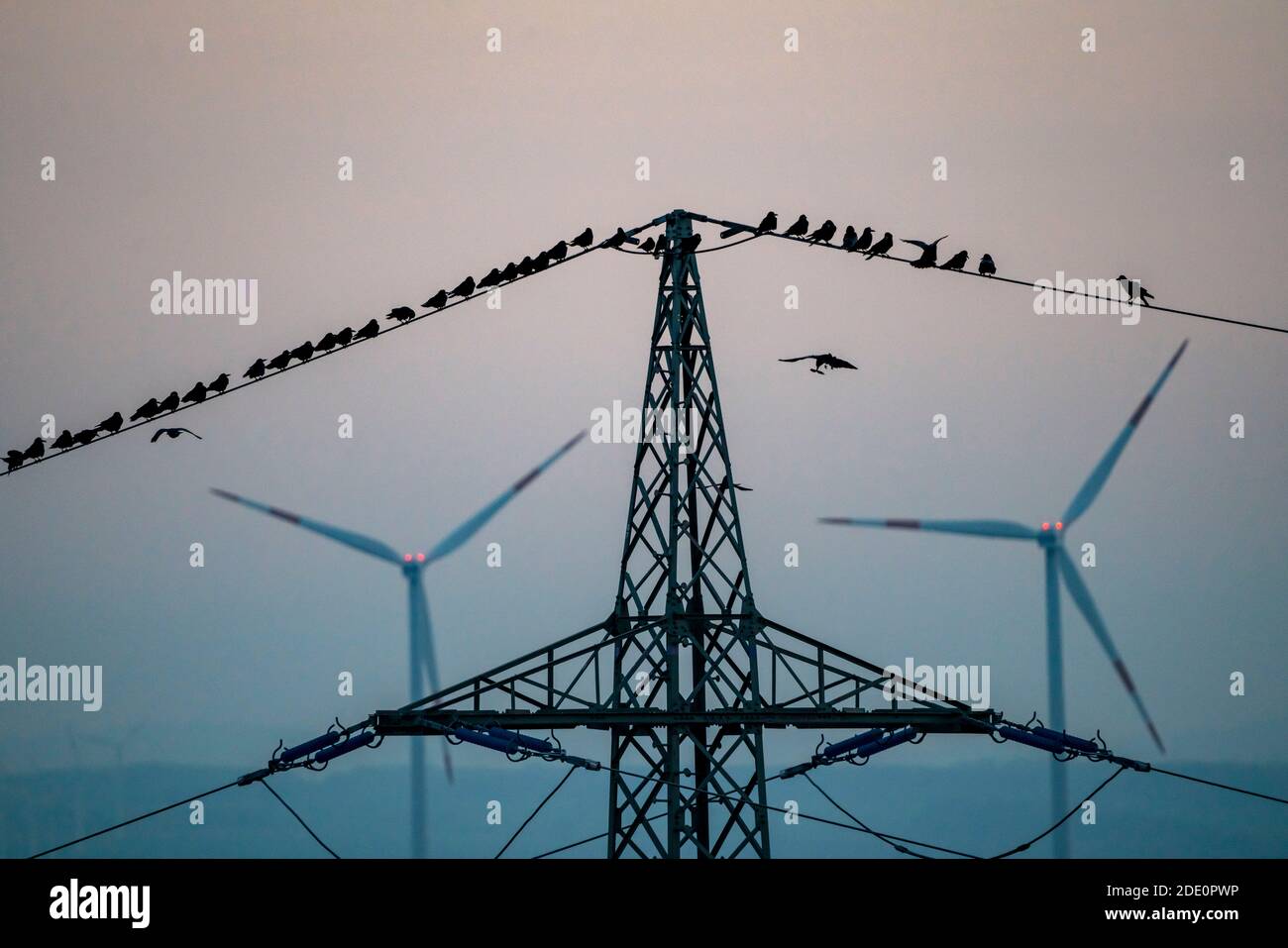Crows sitting on power line hi-res stock photography and images - Alamy