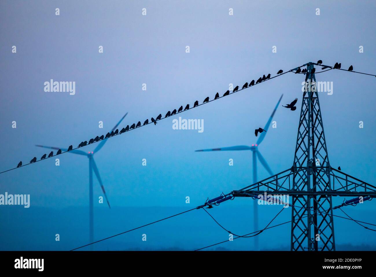 Crows sitting on power line hi-res stock photography and images - Alamy