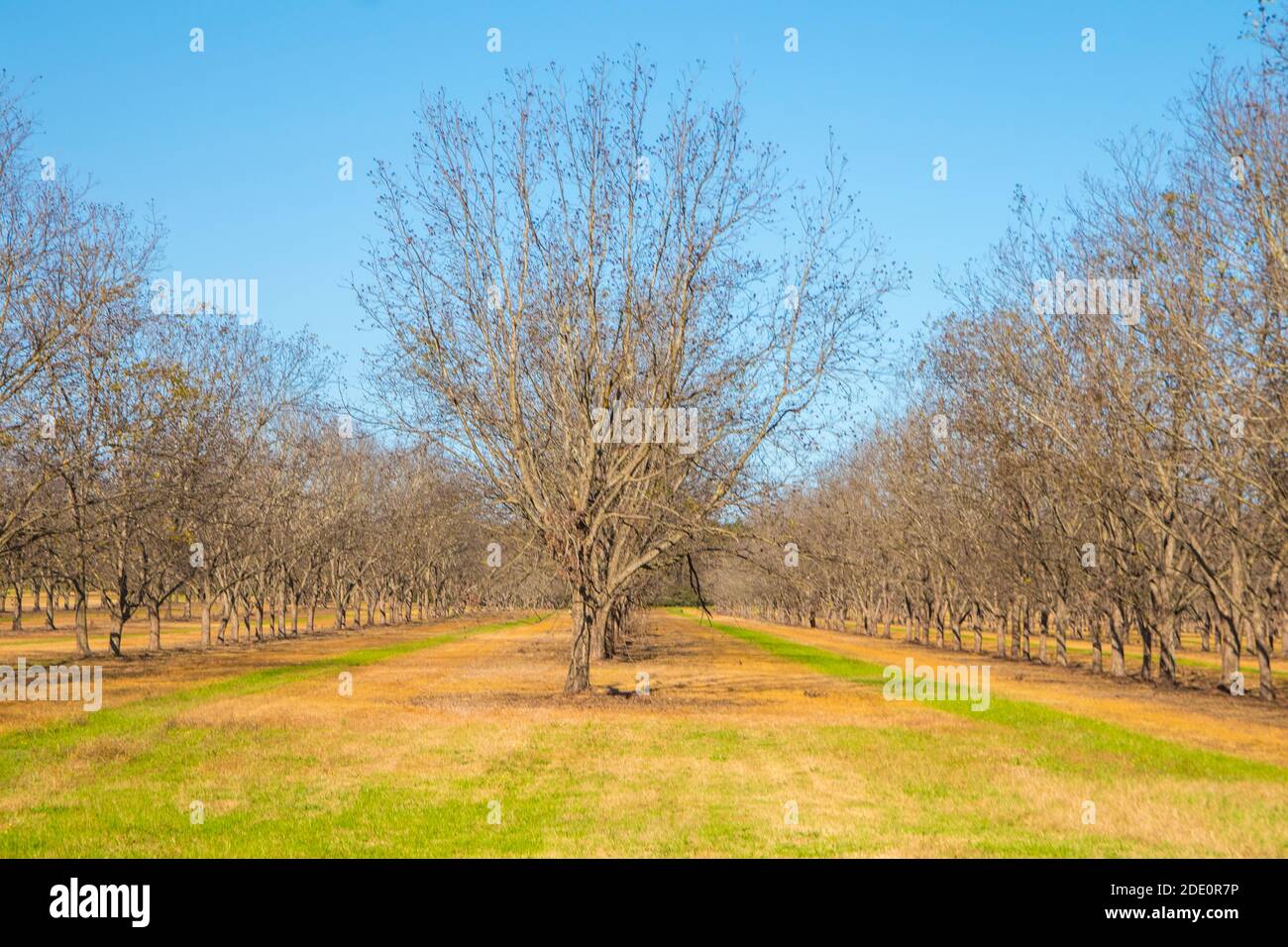 Rows of pecan trees and patches of green grass in the south Stock Photo ...