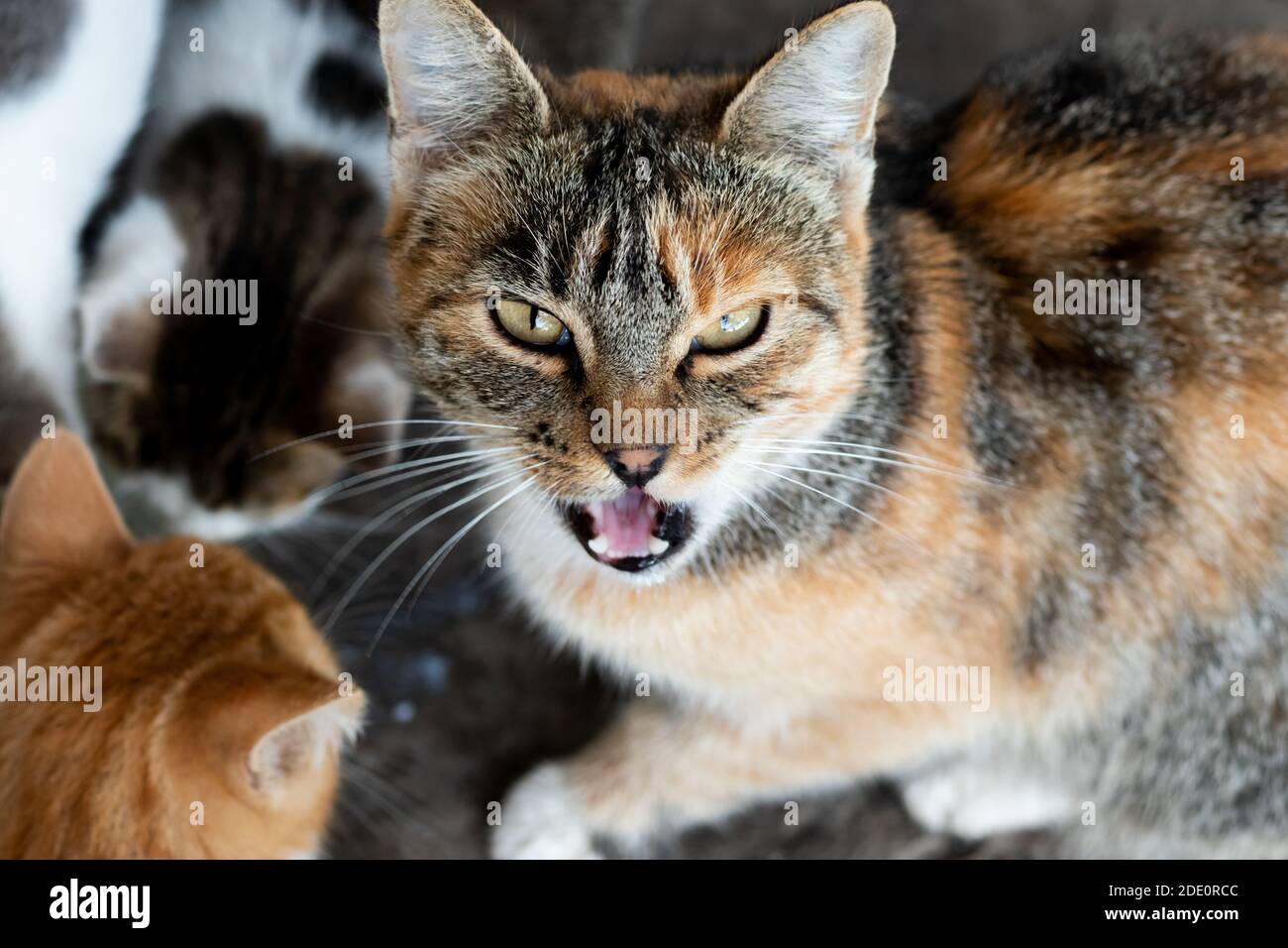 Angry cat protecting kittens. Looking at the camera with an open mouth ...