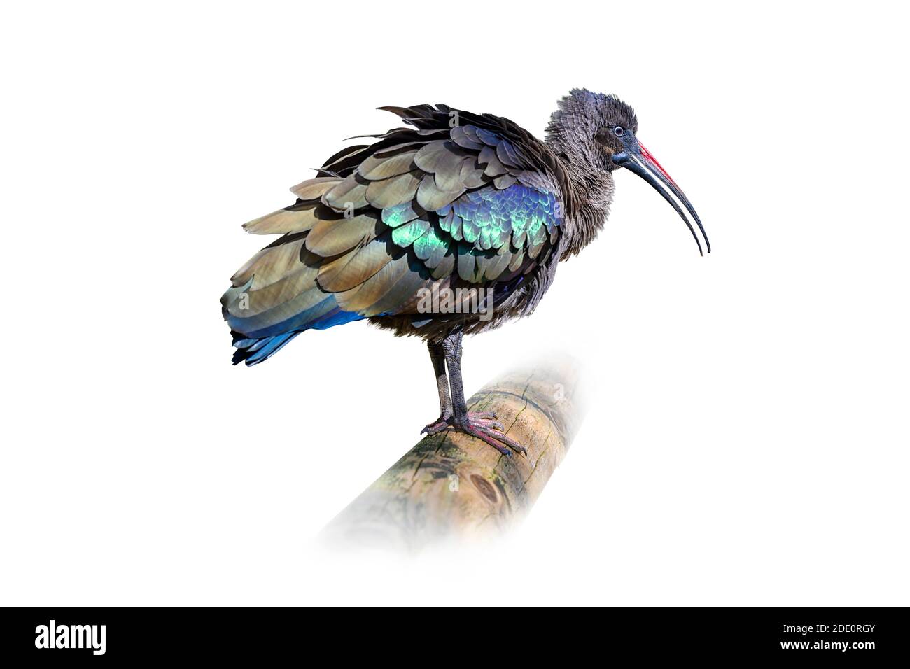 Hadada ibis or hadeda ibis (Bostrychia hagedash), bird with long bill ...