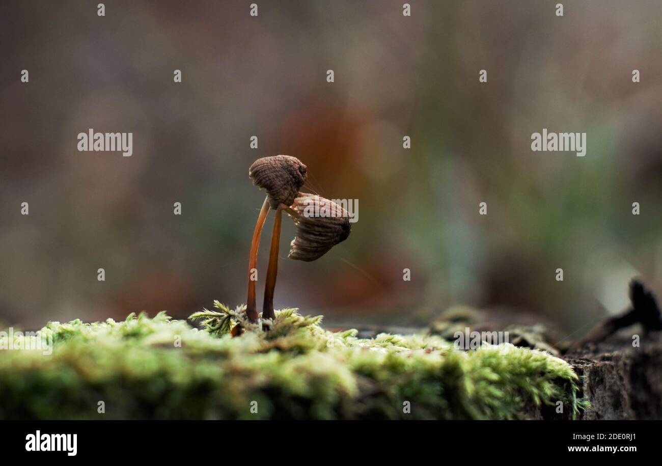 In love with nature gravity Stock Photo - Alamy