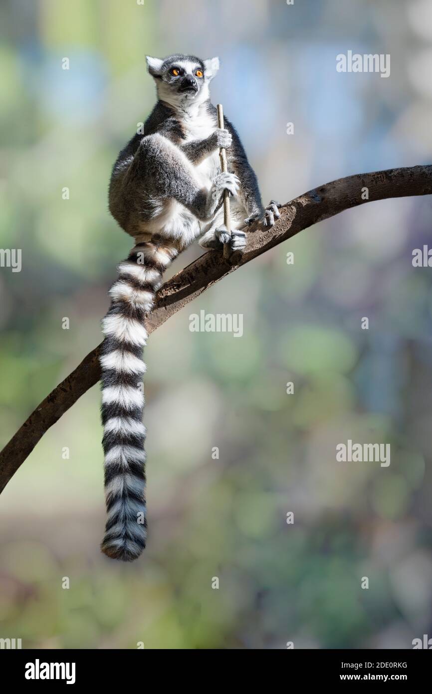 Malagasy maky hi-res stock photography and images - Alamy