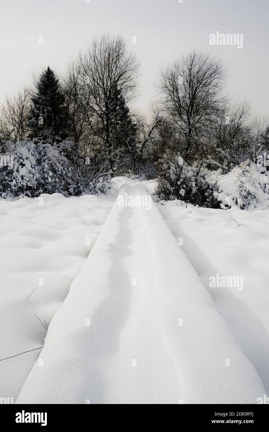 Hiking pathway in deep snow in a pinetree forest. Belgium in winter ...
