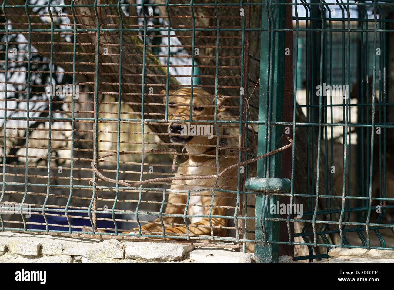 Hunt dogs behind spacious shady kennels in Portugal Stock Photo - Alamy