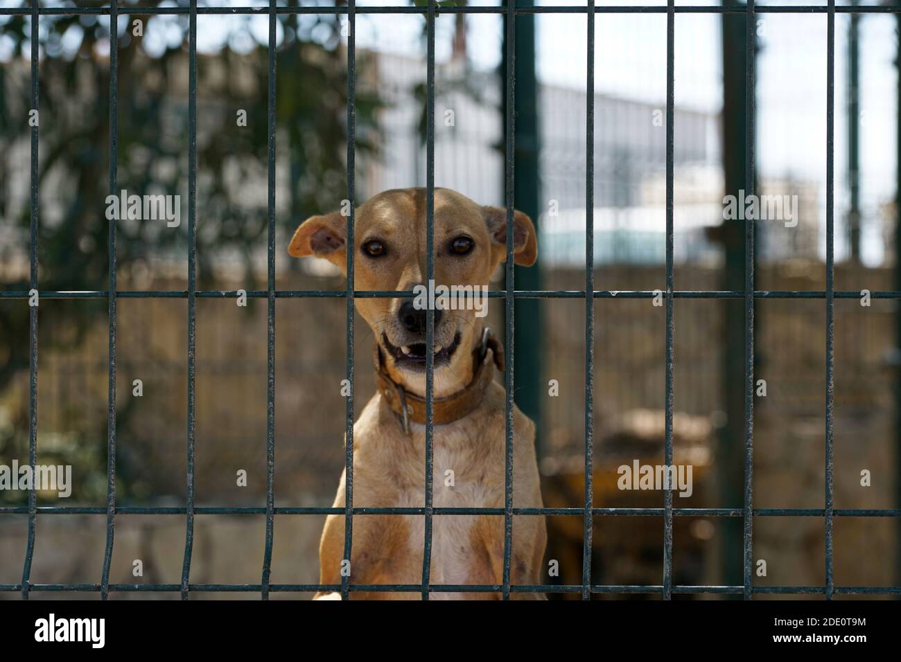 Hunt dogs behind spacious shady kennels in Portugal Stock Photo - Alamy