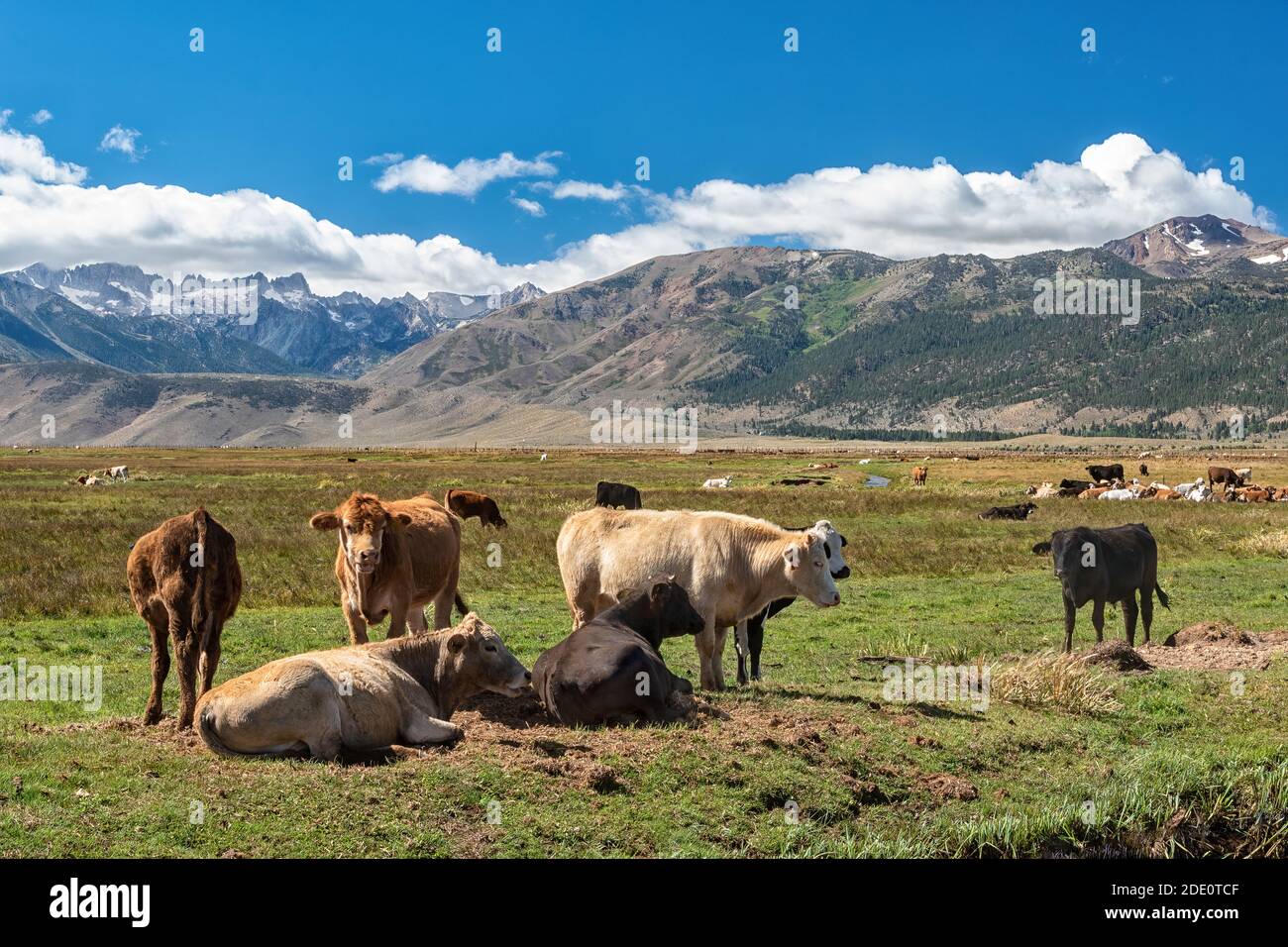 California dairy cow and calf hi-res stock photography and images - Alamy