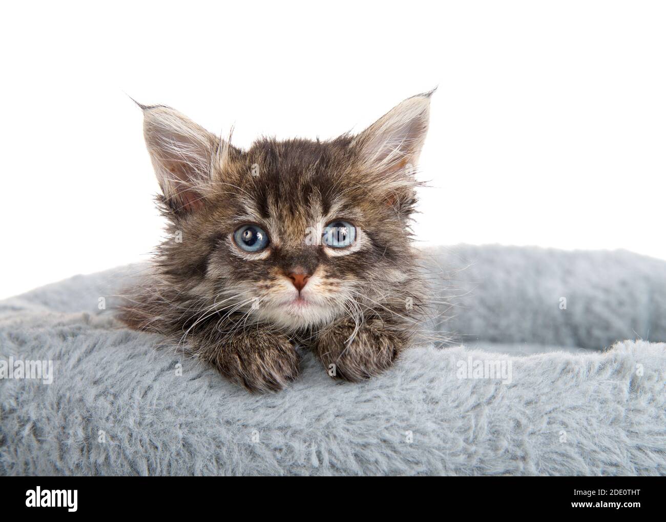 Fluffy gray and tan kitten peaking out of a grey fluffy bed looking at ...