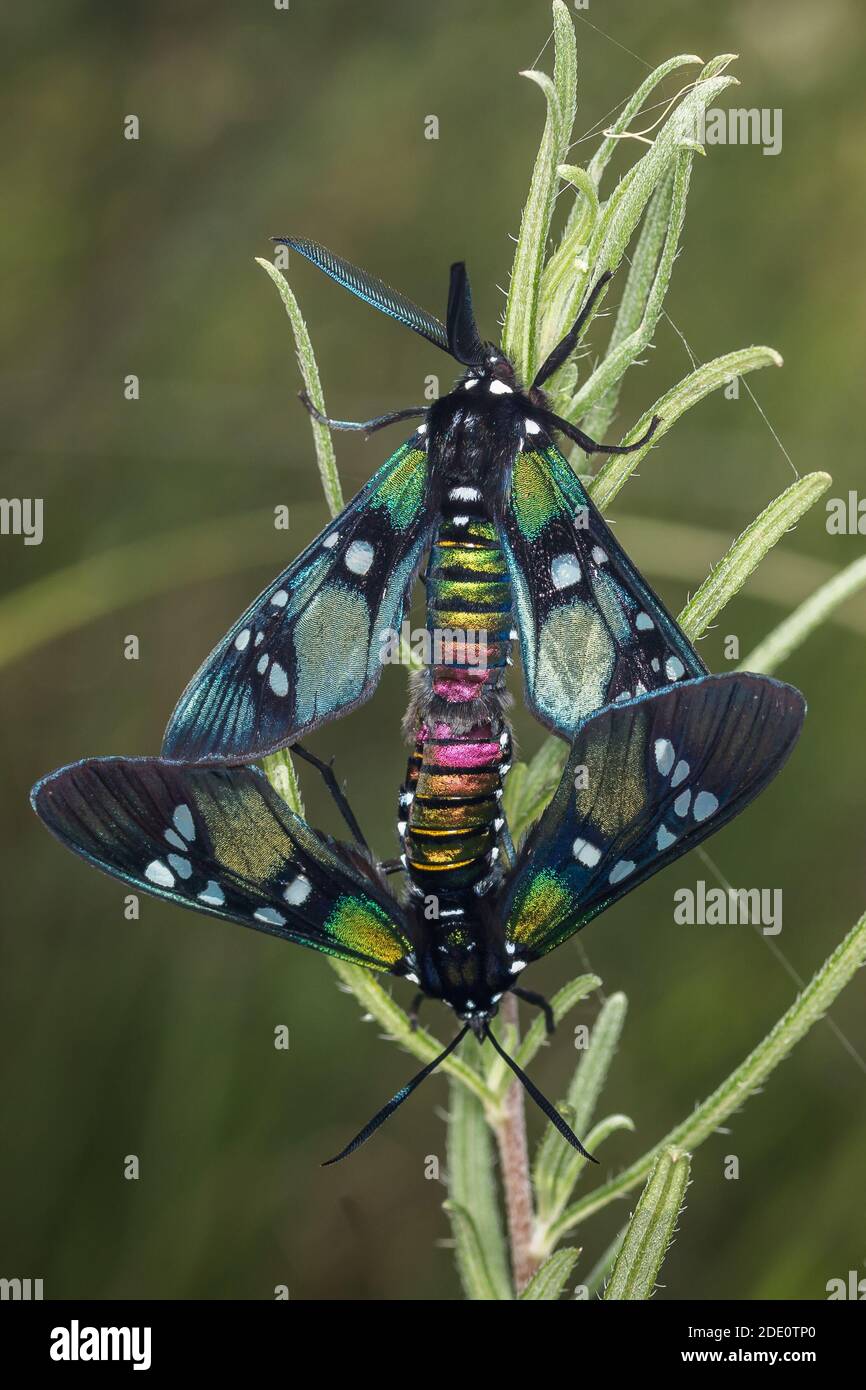 Mating tiger moths hi-res stock photography and images - Alamy