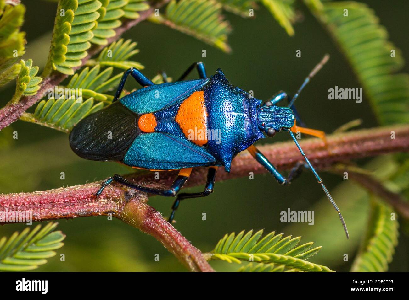 Hemiptera pentatomidae orange hi-res stock photography and images - Alamy