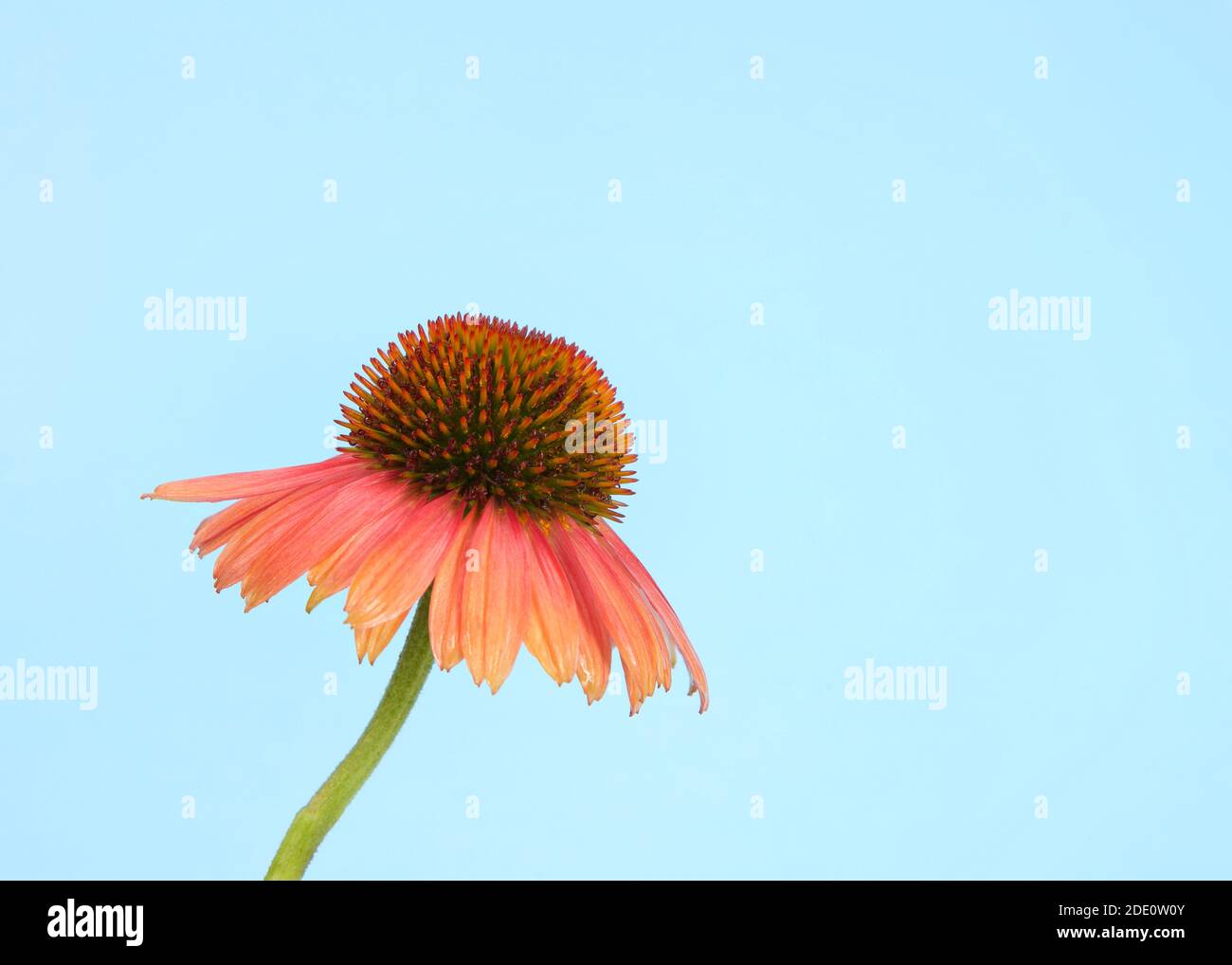 Vertical close up on one mature Cheyenne spirit variety coneflower ...