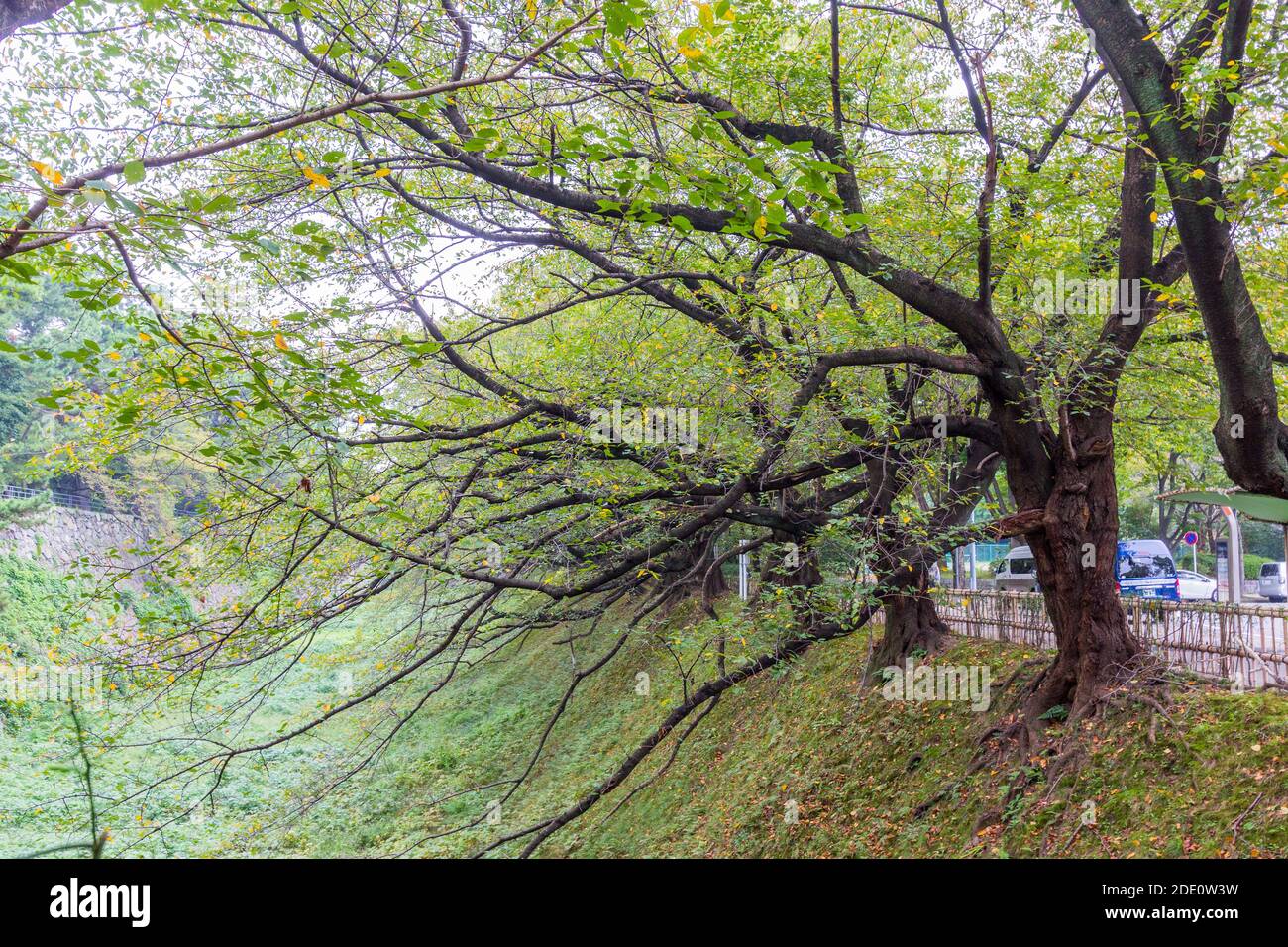 Trees along a river in Nagoya, Japan Stock Photo - Alamy