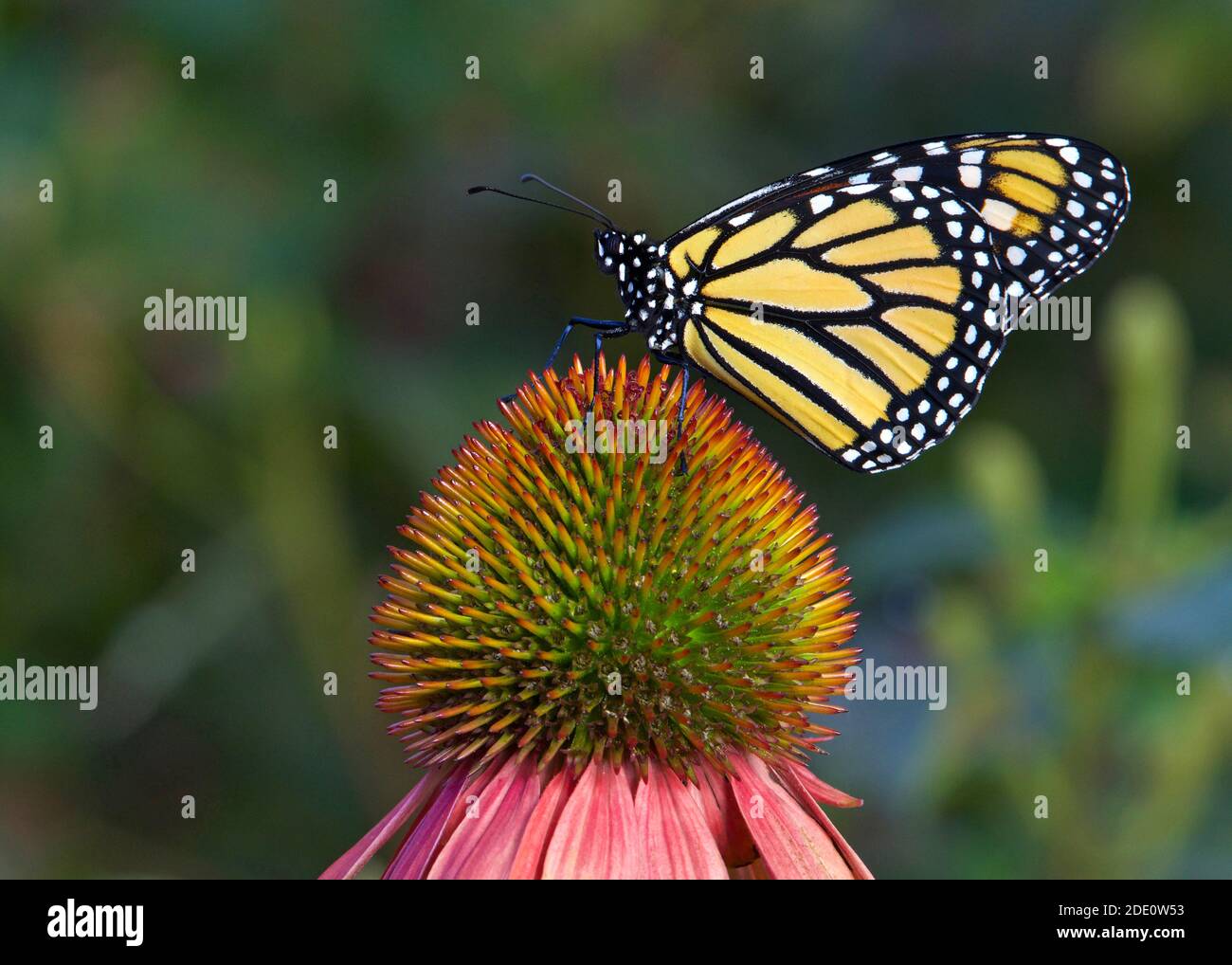 Monarch butterfly on pastel colored coneflower in flower garden Stock ...