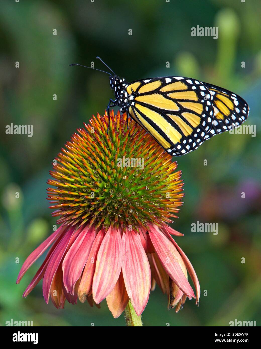 Monarch butterfly on pastel colored coneflower in flower garden Stock ...