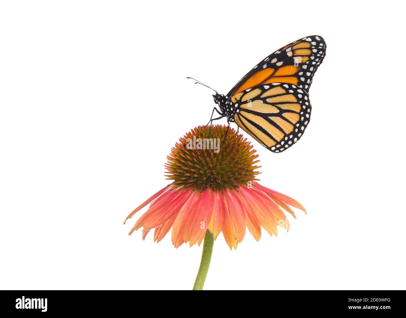 Life cycle butterfly Cut Out Stock Images & Pictures - Alamy