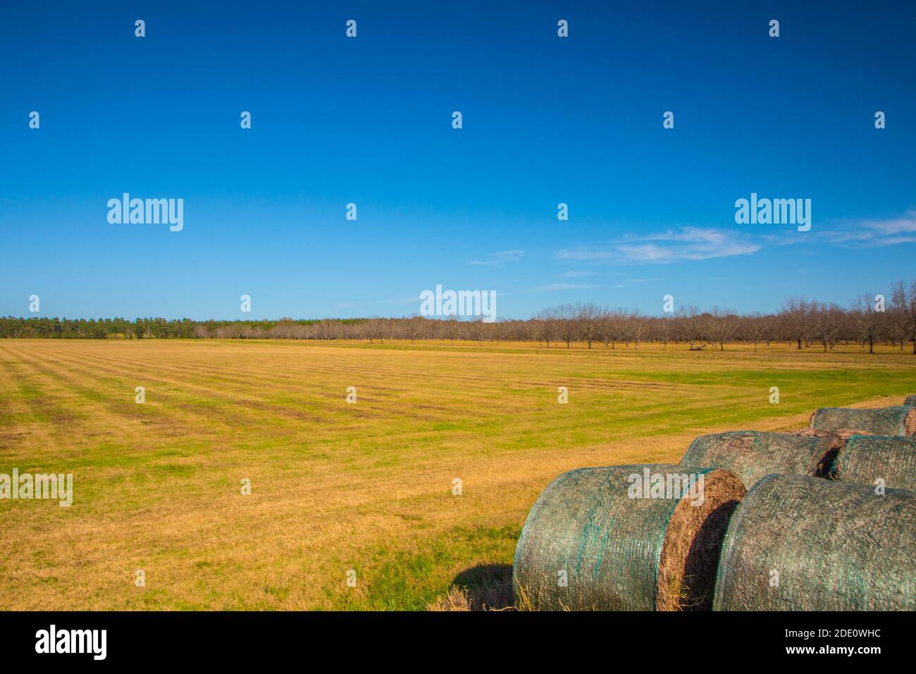 Rows of hay bales on a farm in the country with clear blue skies and ...