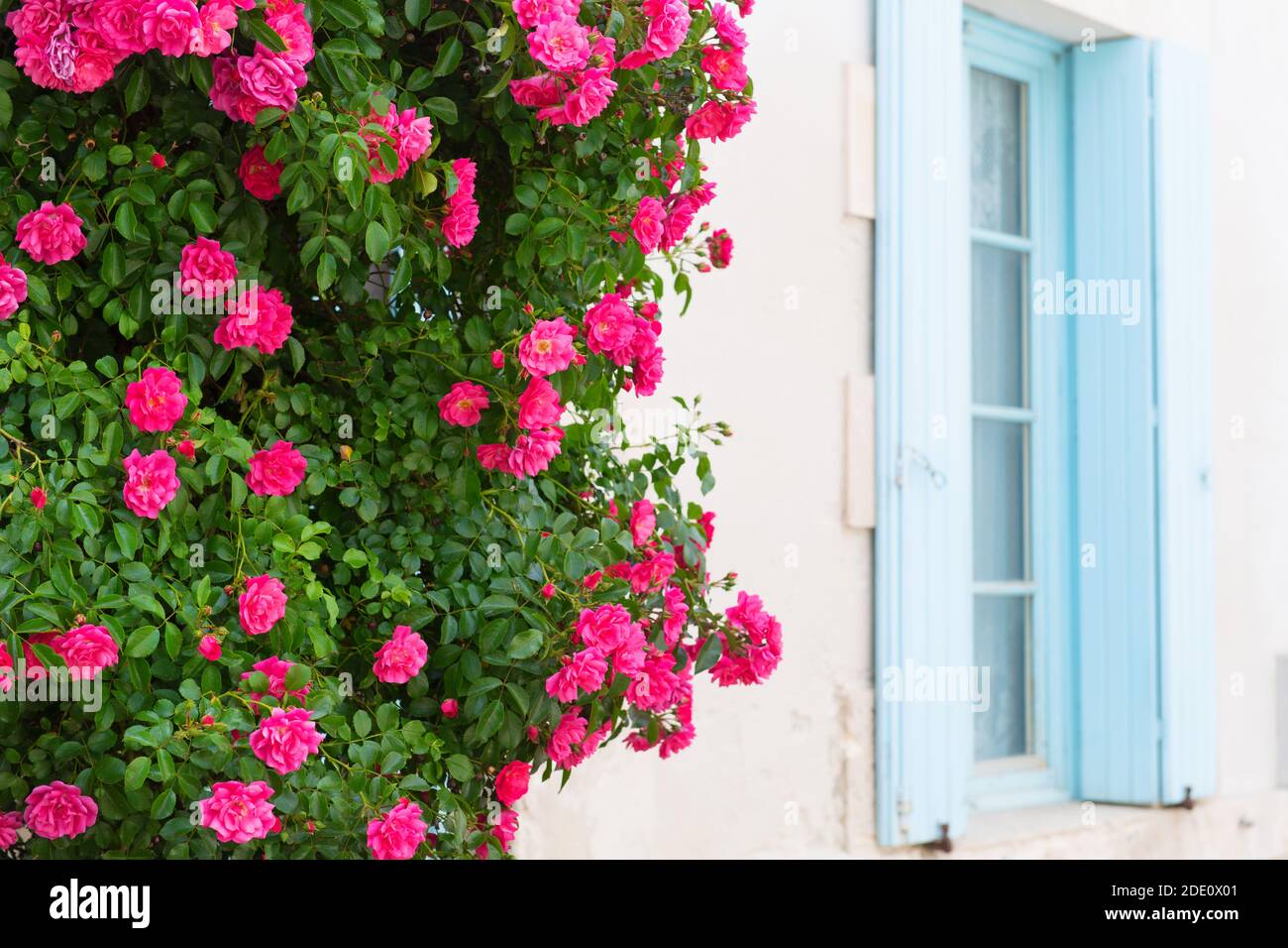 REd roses in street with blue blinds on the windows Stock Photo - Alamy