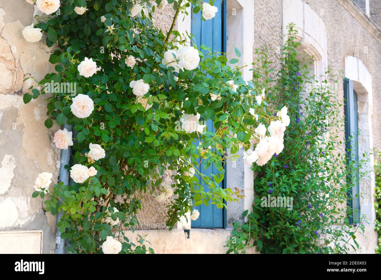 White roses in street with blue blinds on the windows Stock Photo - Alamy