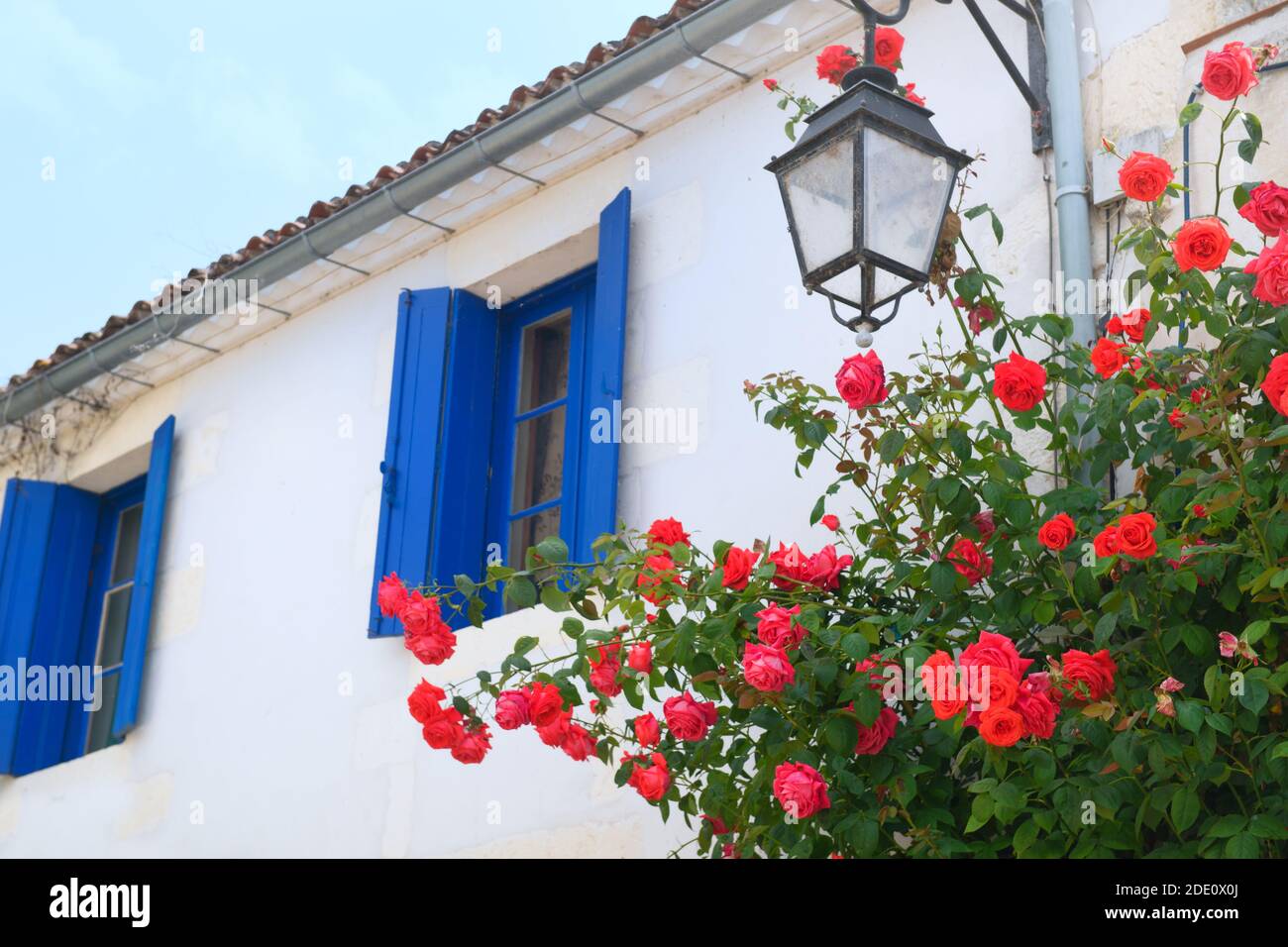 REd roses in street with blue blinds on the windows Stock Photo - Alamy