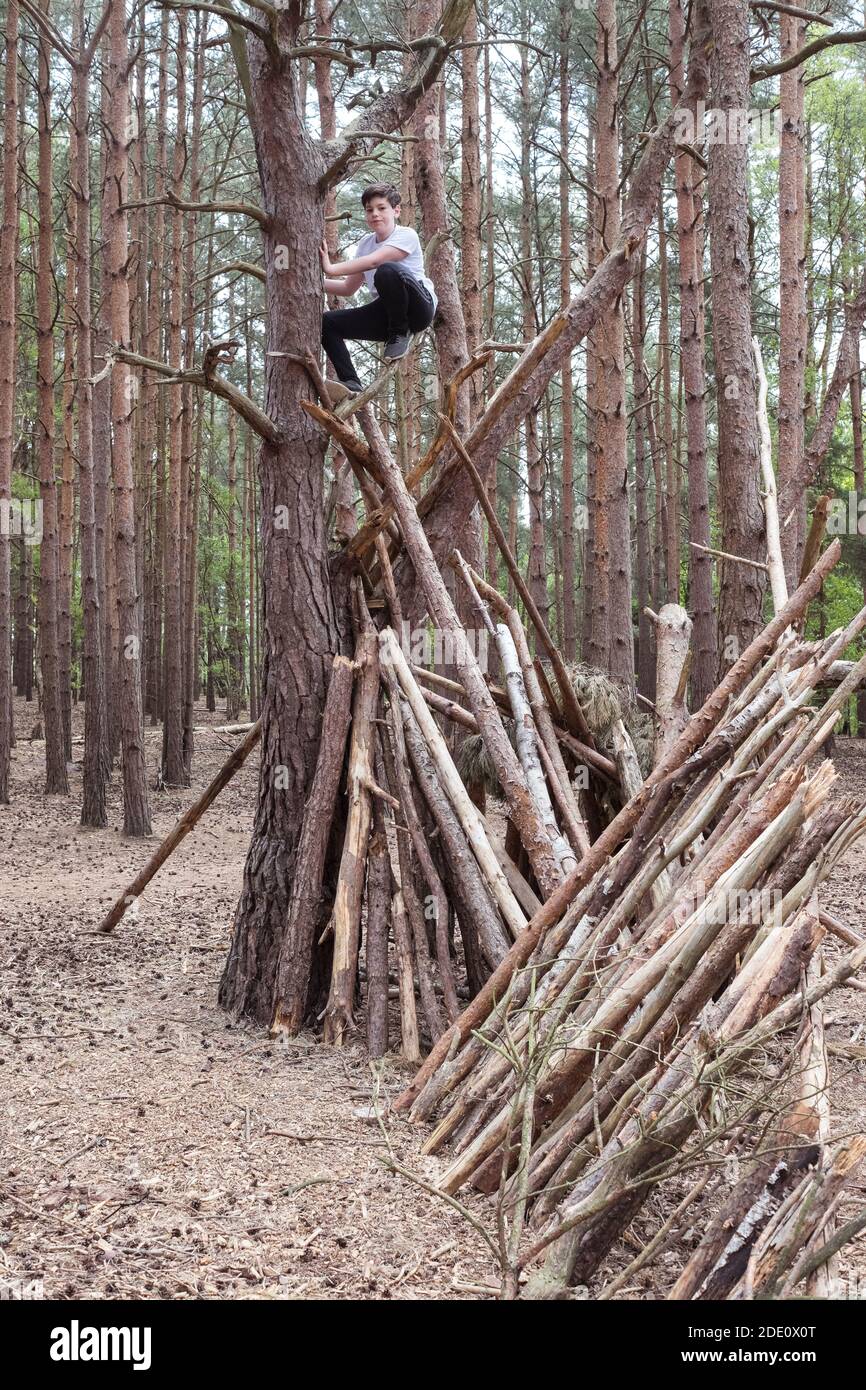 Den building forest hi-res stock photography and images - Alamy